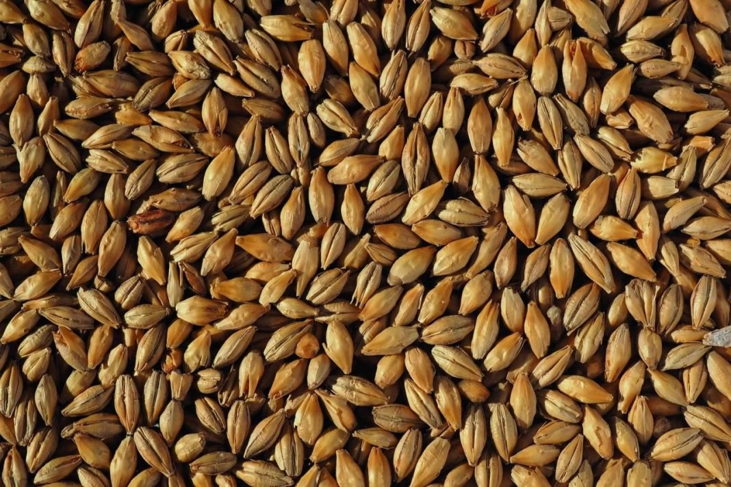 Carapils vs. Carafoam: How Are These Malts Different?