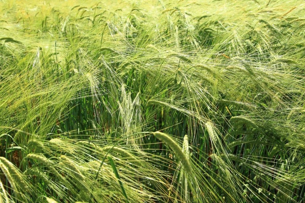 Vienna Malt Substitute: The Best Options in Store for Homebrewers