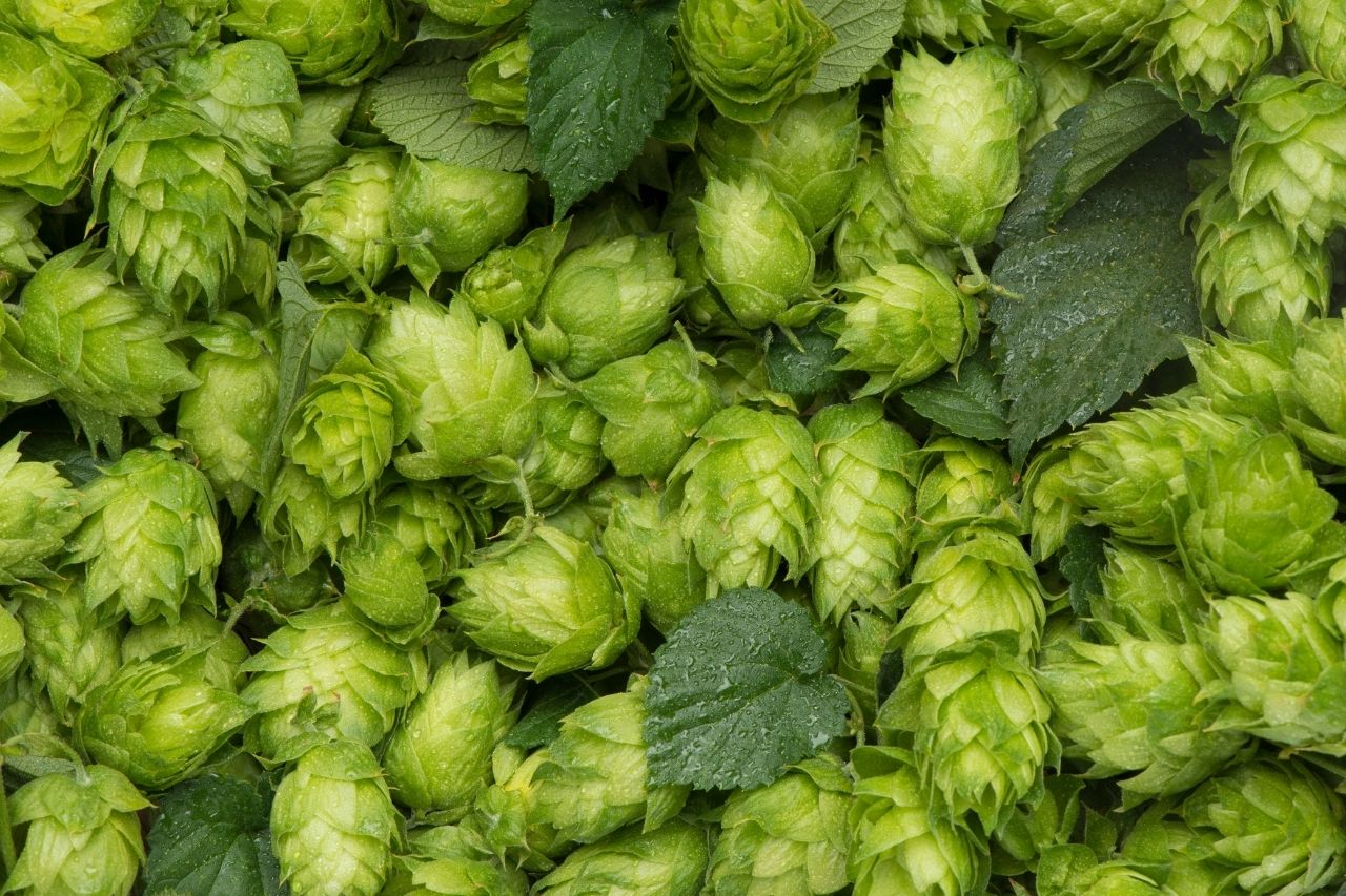 South African Hops: The 8 Hops for a Rejuvenating Beer Experience