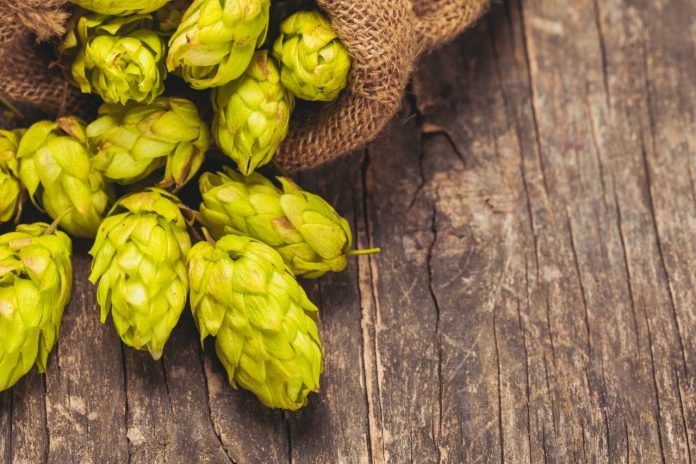 South African Hops: The 8 Hops for a Rejuvenating Beer Experience