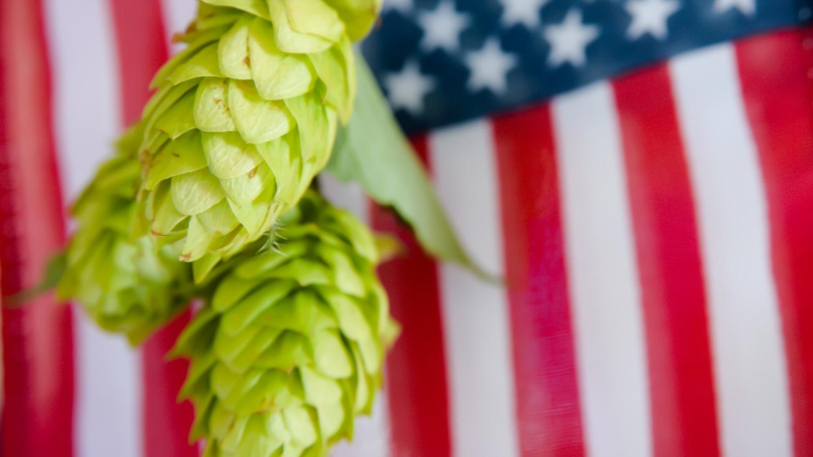 Types of Hops: Examining Distinctive Hop Strains and Their Features