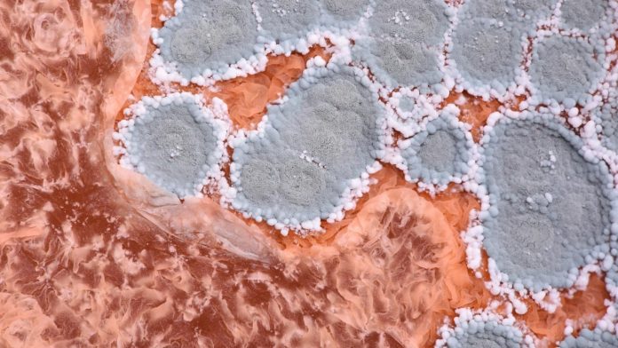 Infected Beer: Identifying and Preventing Homebrew Infection