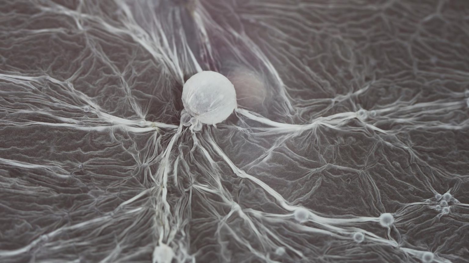 Infected Beer: Identifying and Preventing Homebrew Infection