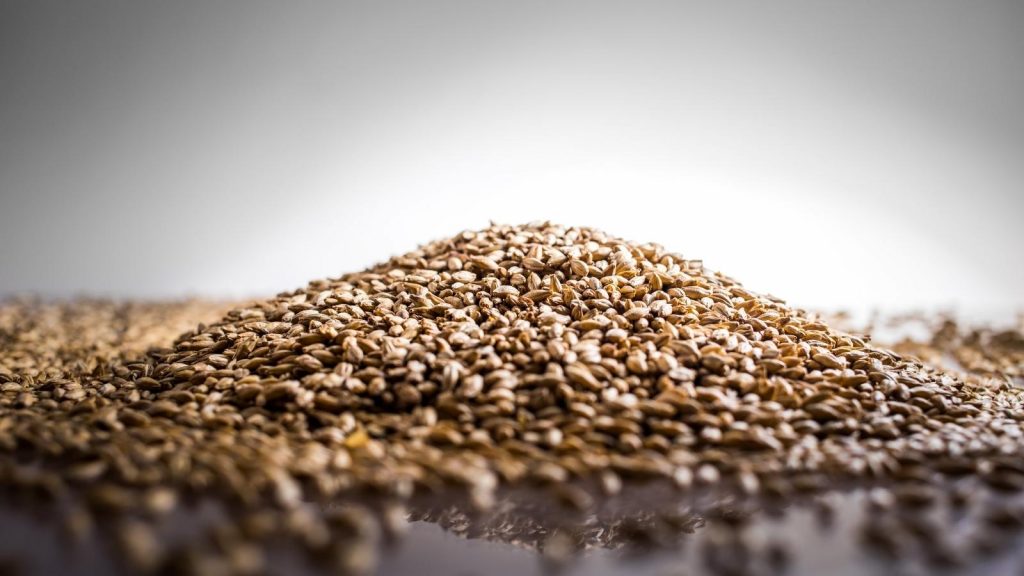 Pilsner Malt vs 2 Row Malt: Comparative Review For These Two Malts