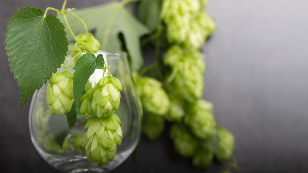 Types of Hops: Examining Distinctive Hop Strains and Their Features