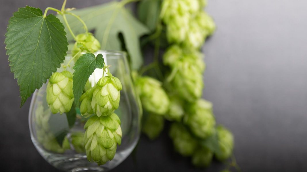 Types of Hops: Examining Distinctive Hop Strains and Their Features