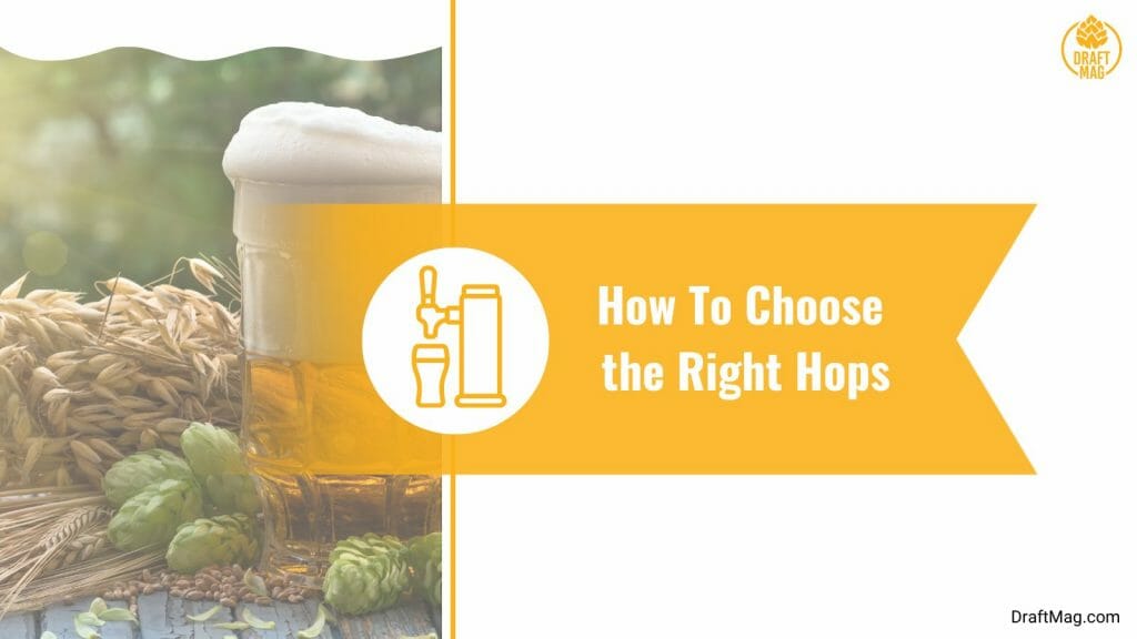 How To Dry Hop: Different Techniques To Dry Hopping Your Beer