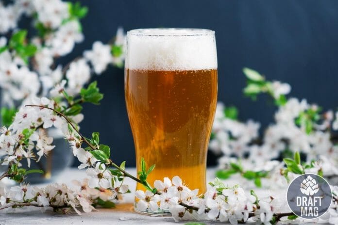 Best Low Calorie IPA: A Detailed Guide to Ales With the Least Calories