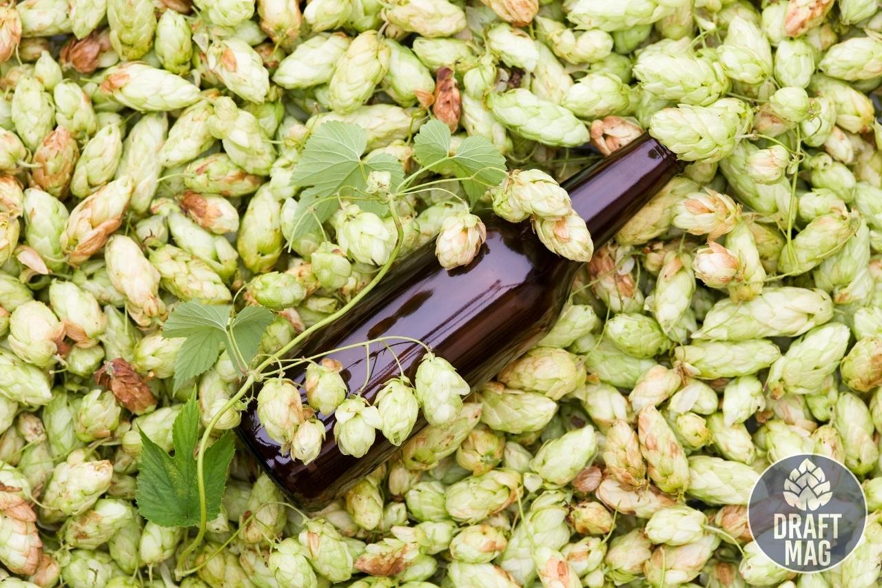 How To Dry Hop: Different Techniques To Dry Hopping Your Beer