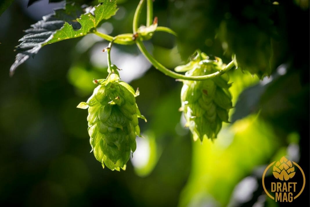 German Hops: Everything You Need To Know About These Noble Hops