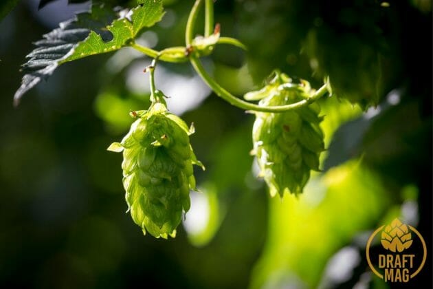 Beer Without Hops: Top Beers That Don’t Include Hops