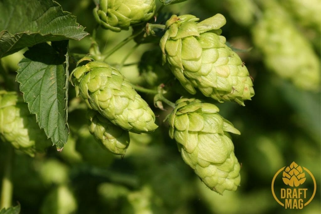 German Hops: Everything You Need To Know About These Noble Hops