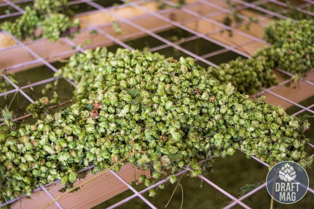 How To Whirlpool Hops? A Comprehensive Whirlpooling Guide