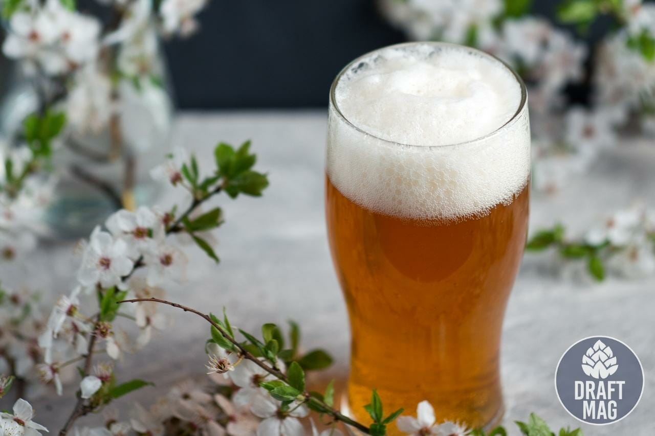 Best Low Calorie IPA: A Detailed Guide to Ales With the Least Calories