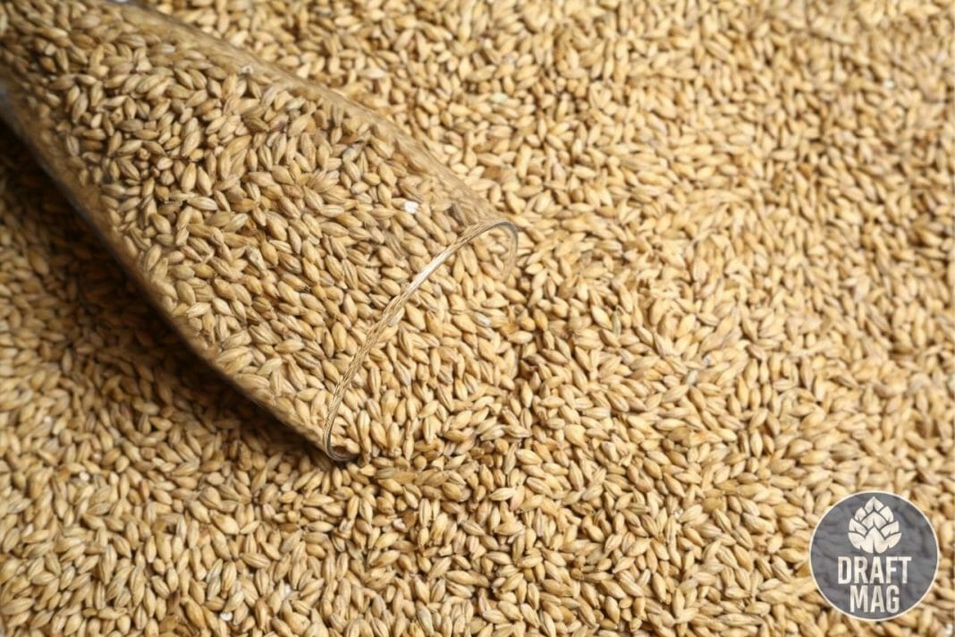 What Does Malt Taste Like: A Complete Guide to This Beer Ingredient