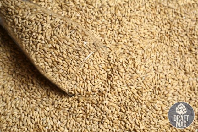 What Does Malt Taste Like: A Complete Guide to This Beer Ingredient