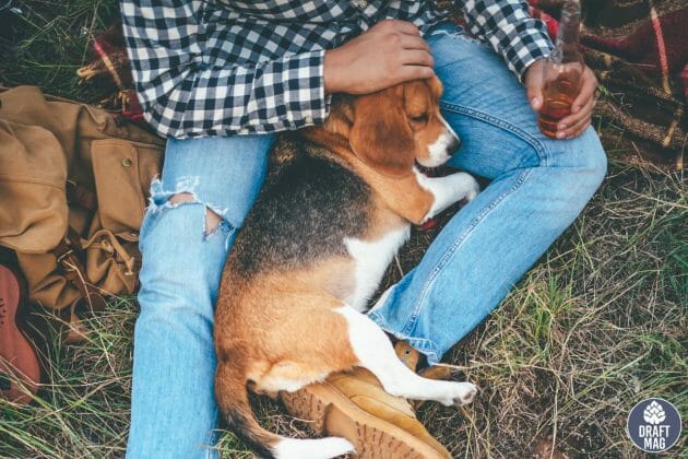 30 Beer Names for Dogs: Get Inspired by Beer and Beer Brands