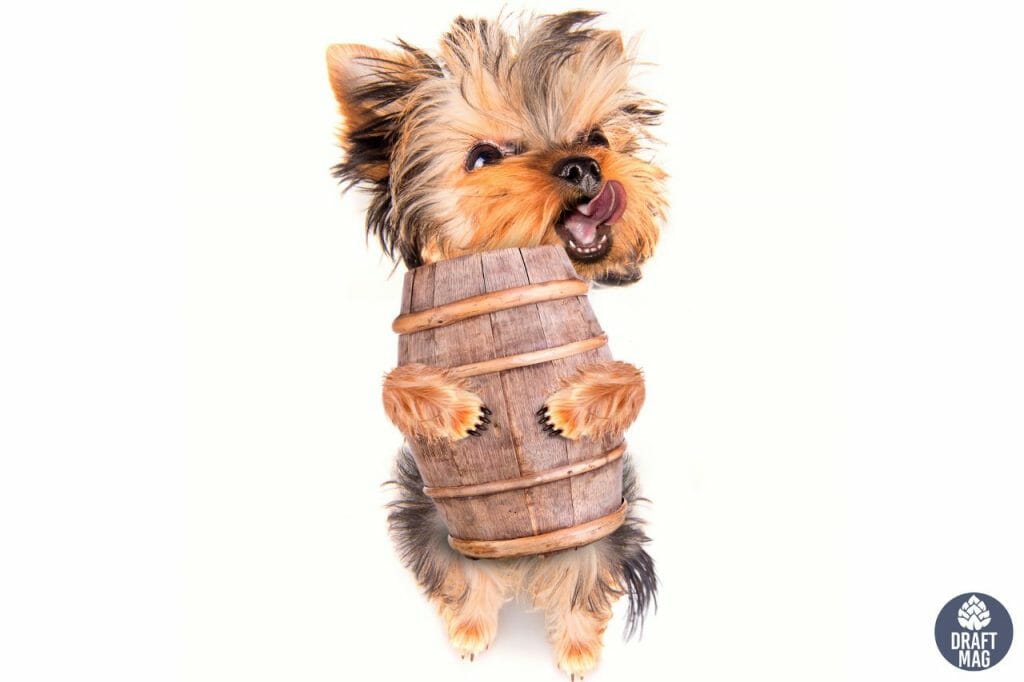 30 Beer Names For Dogs Get Inspired By Beer And Beer Brands