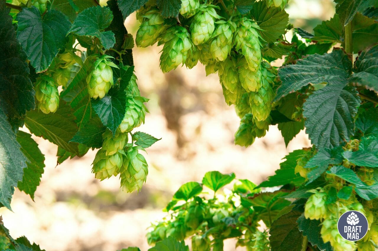 Azacca Hops Guide: What Makes This Fruity Hop Stand Out?