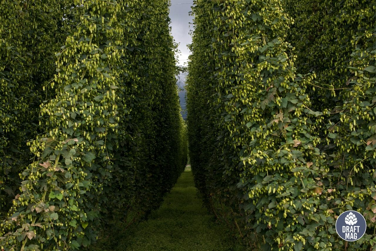 Azacca Hops Guide: What Makes This Fruity Hop Stand Out?