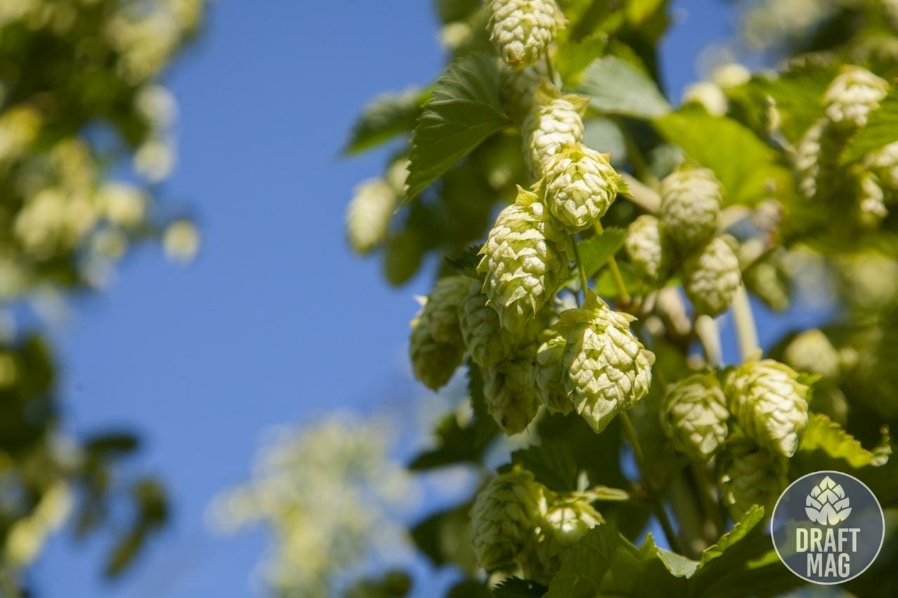 Cascade Hops Guide: Everything About This Unique and Zesty Hop