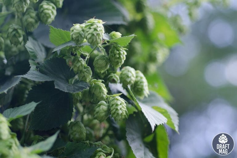 Cascade Hops Guide: Everything About This Unique and Zesty Hop