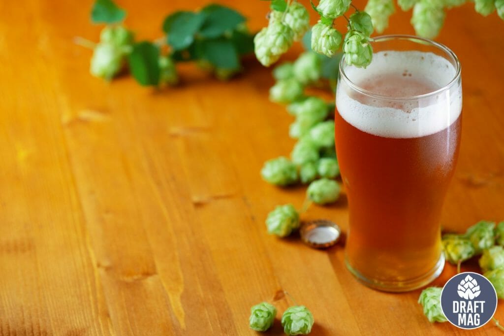 El Chingon Ipa Review: Everything You Need To Know About This Beer