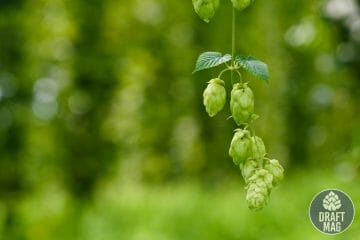 Nelson Sauvin Hops Guide: Why Is It Called the “Extreme” Hop?
