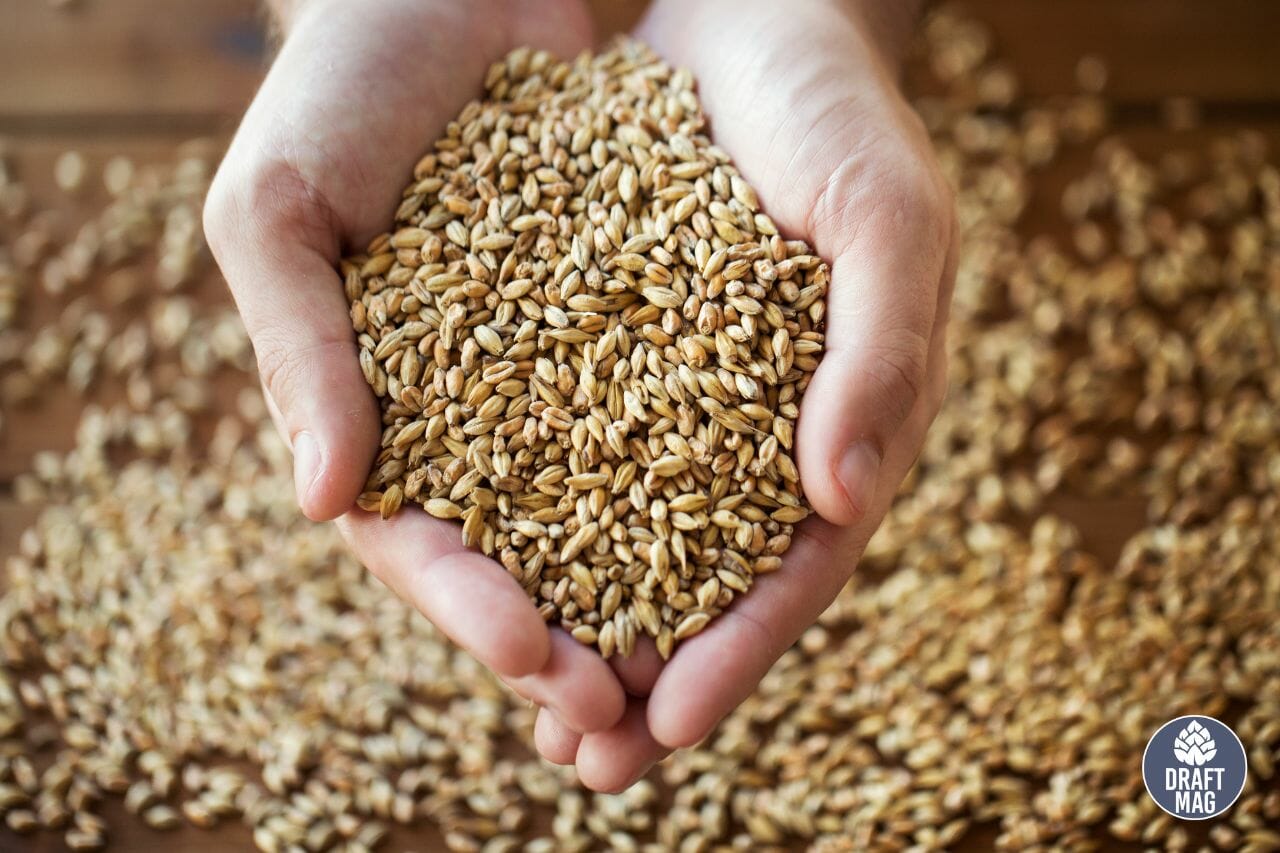 Special B Malt Guide: A Close Look Into the Best Belgian Malt