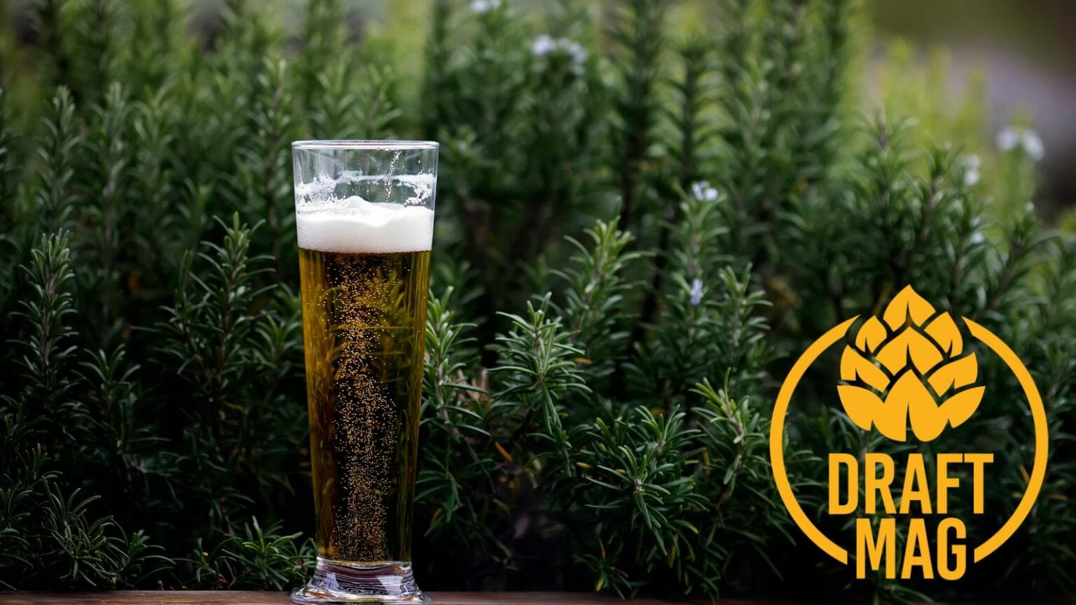 Kirin Light Beer Review: One of the Finest Light Beers Around