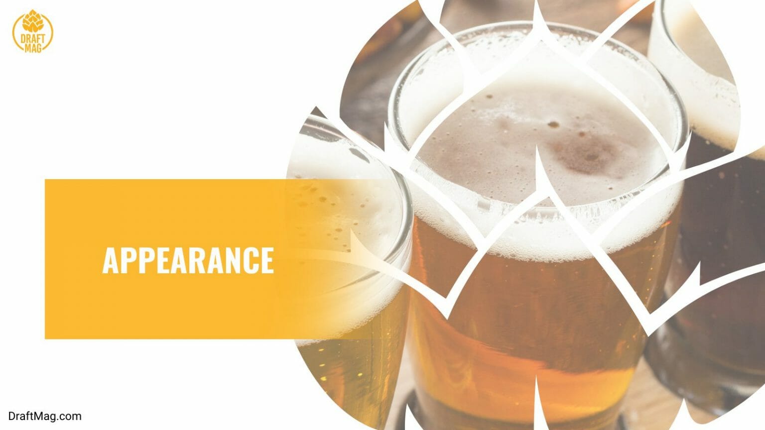 Maine Beer Company Lunch Review: The Guide to a Perfect Aromatic Ale