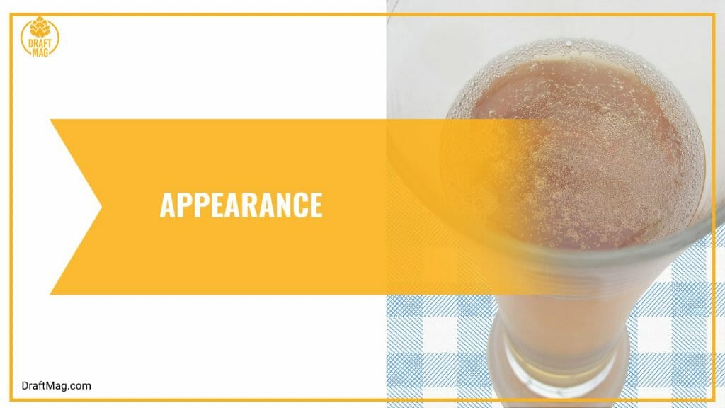 Lazy Magnolia Southern Pecan Review: Is This a Premium Brown Ale?