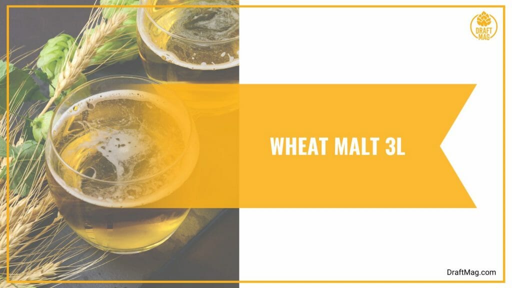 Beer Malt Types: A Comprehensive Guide on the Roots of Beer