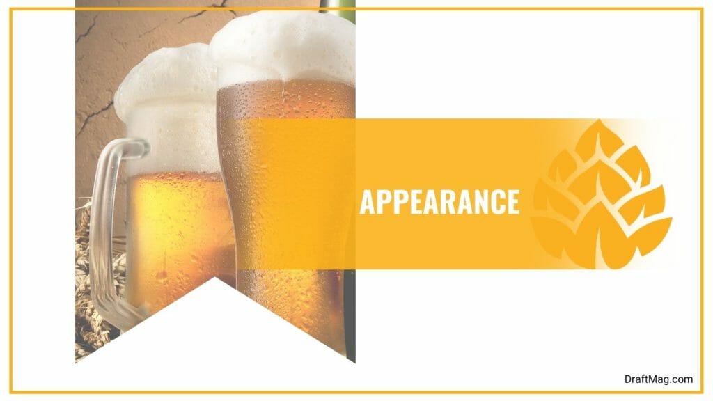 Shiner Peach Wheat Review: Peachy and Sweet Wheat Ale