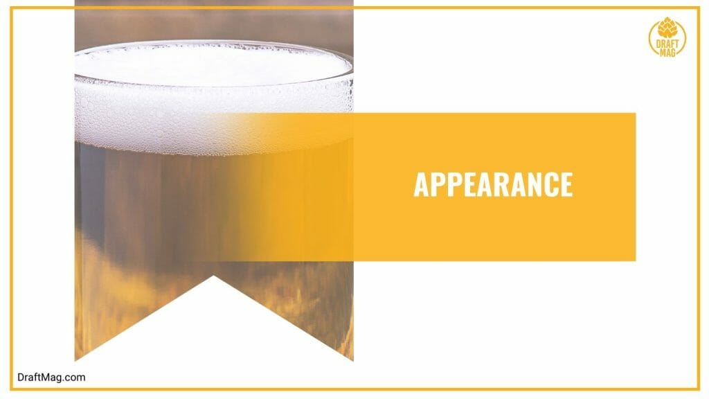 Warka Beer Review: Simple Pale Lager for All Beer Lovers
