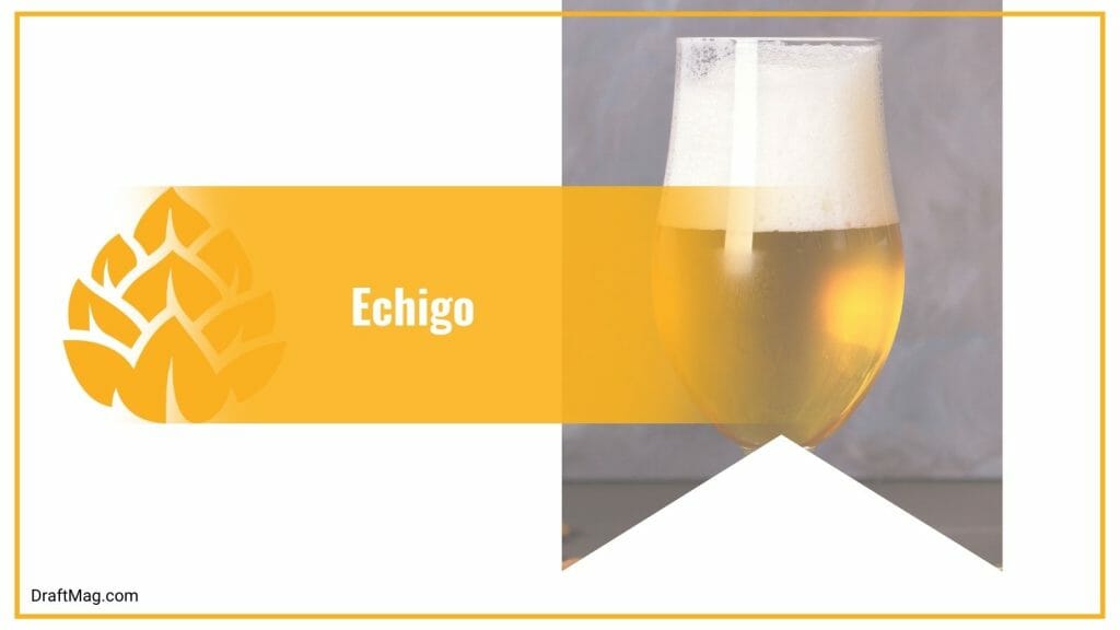 15 Japanese Beer Brand: Must-Try Choices For All Beer Lovers
