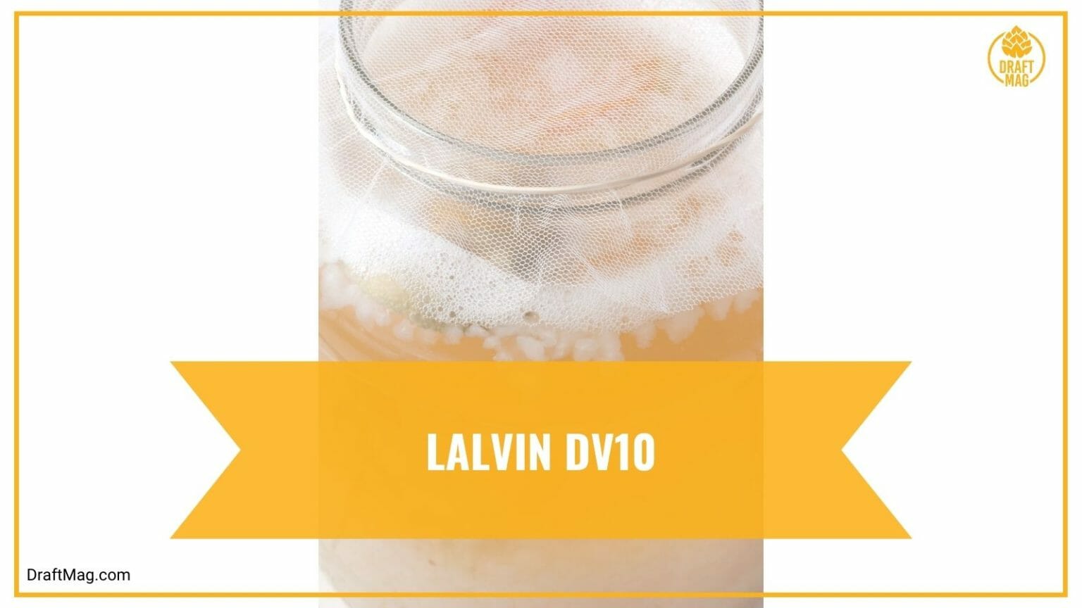 11 Best Yeast for Mead Making: A Complete Guide for Brewers